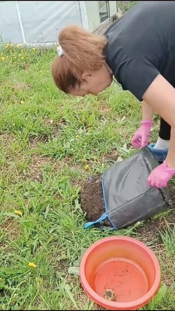 Вскрыла первую сумку с картофелем. Молодой картофель в Сибири в июне