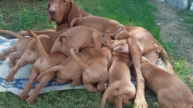 How Deep Is Your Love (Bee Gees)  Щенки Венгерской Выжлы