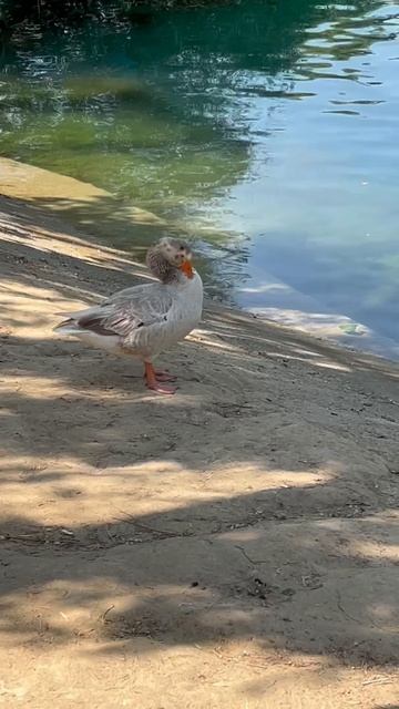 Гусь из детства..