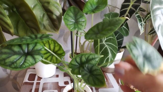 Обзор и рокировка Алоказий. Департация Шефлеры 🤣🤣🤣