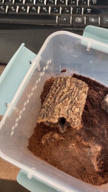 Spiders feeding Кормим паучков. #spider #tarantula #паукптицеед #пауки #птицеед