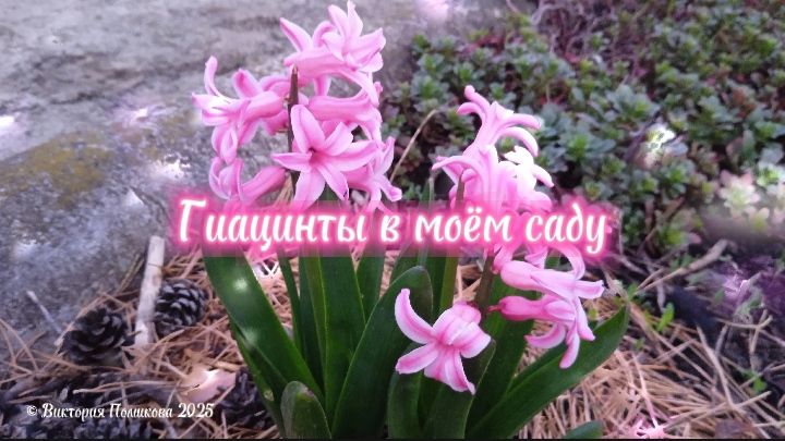 Гиацинты в моём саду, песня на англ. языке Springtime (весеннее время) © Виктория Полшкова 2025