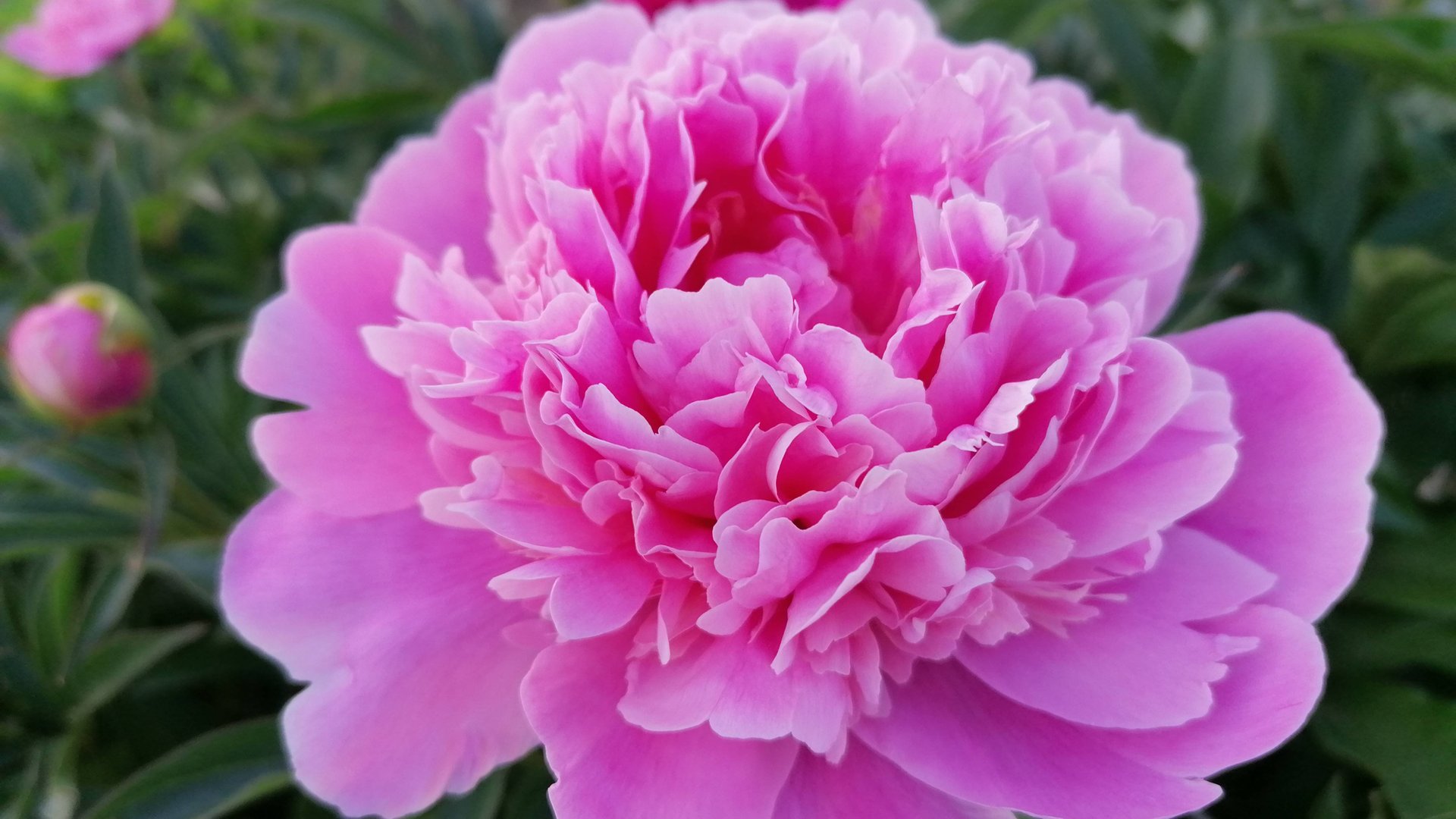 Чем подкормить пионы во время цветения, делая цветы более яркими и насыщенными.