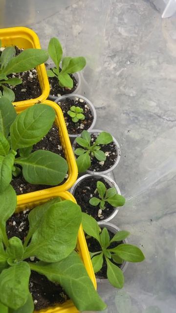 Показываю рассаду Петунии, Сажала в этот раз поздно, 17 Февраля