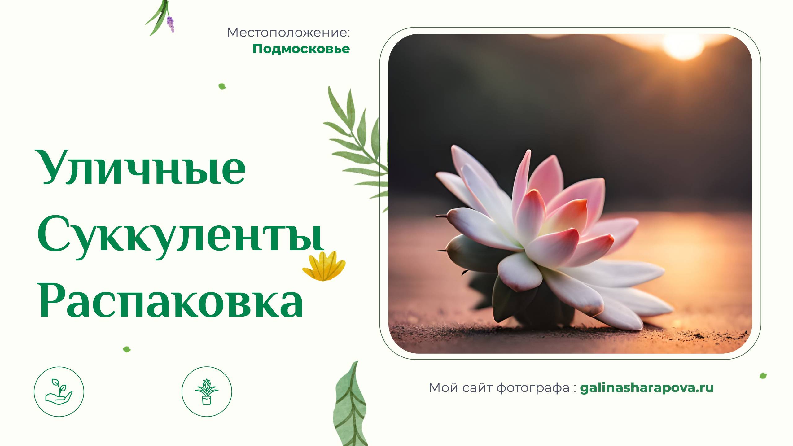 Распаковка заказ #3 заказ уличных суккуленты - молодила.