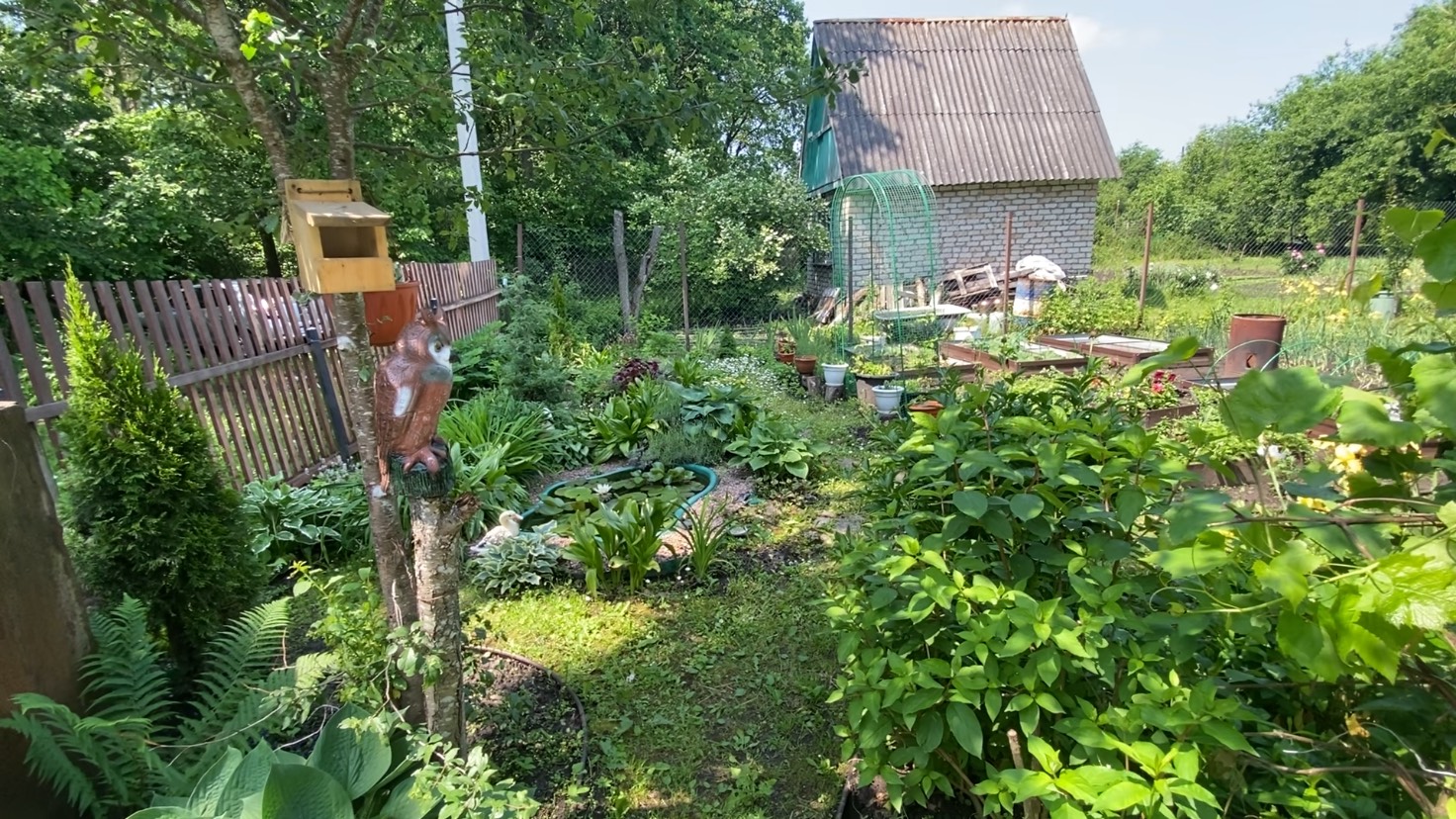 Прогулка по участку после урагана, новинки сезона 2025