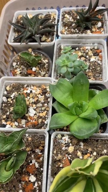 Показываю, как посадила растения, полученные на свопе Growbox market