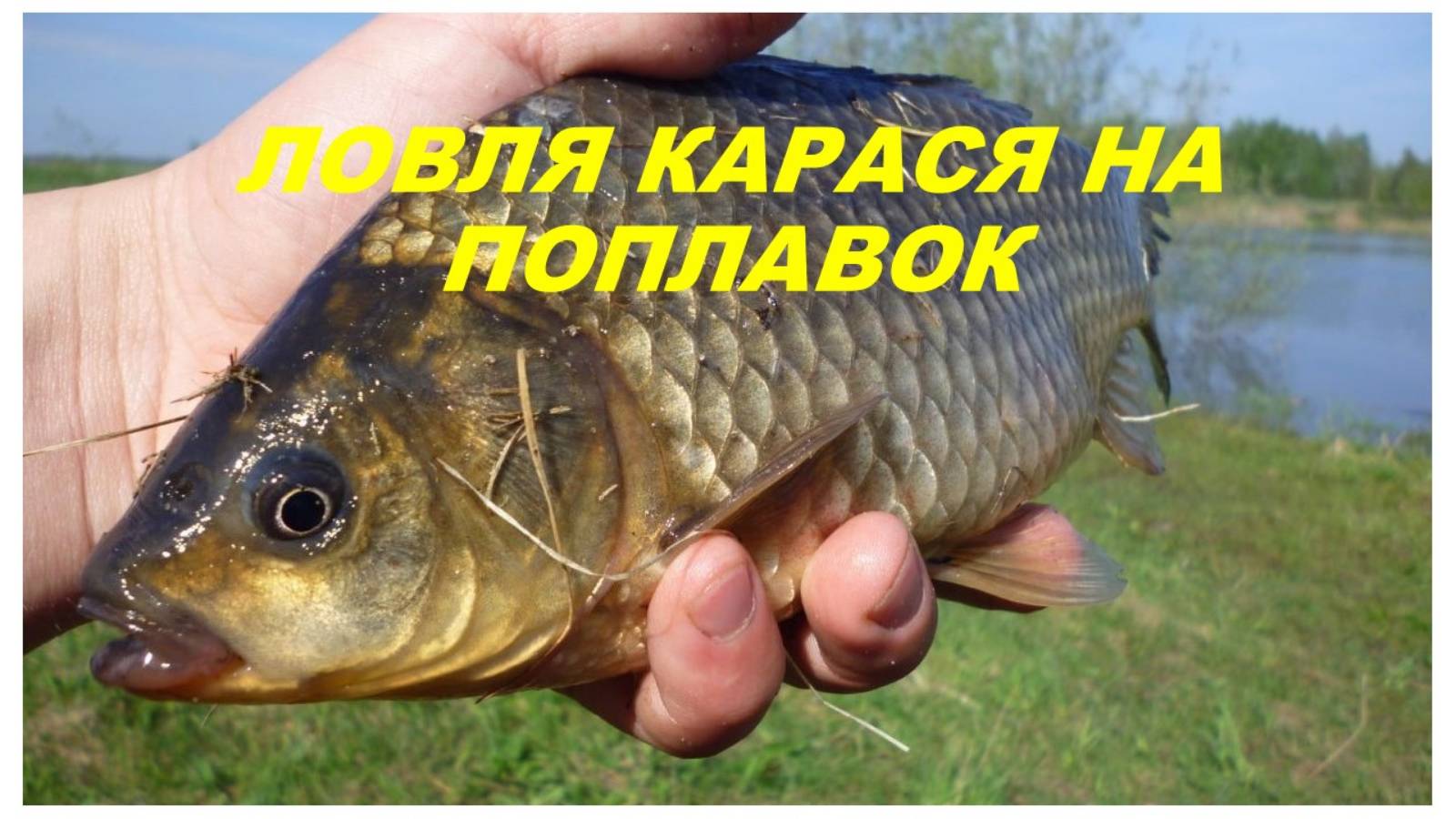 Открытие сезона на карася.