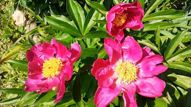 пион сеянец №3