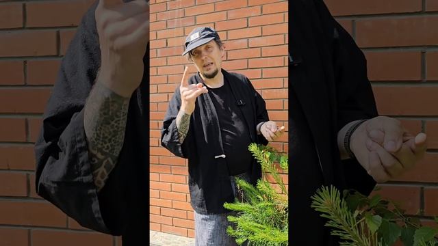 Симбиоз берёзы и сосны