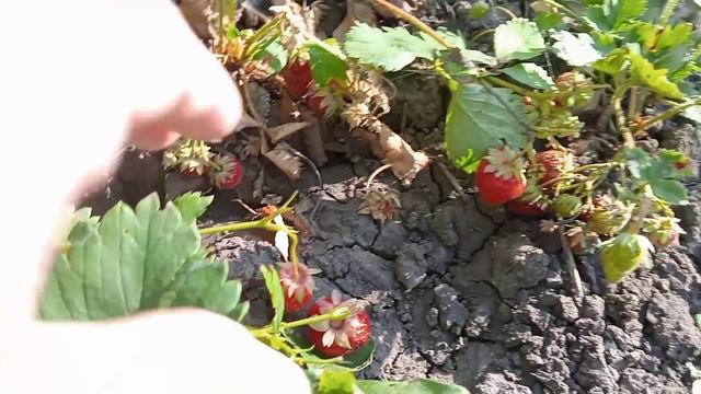 Выходной на даче.