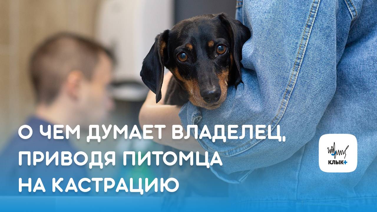 О чем думает владелец, приводя питомца на кастрацию