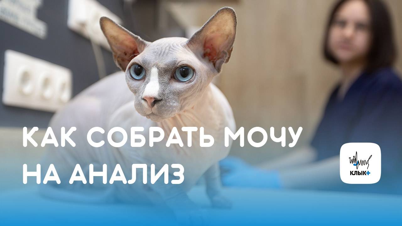 Как собрать мочу питомца на анализ