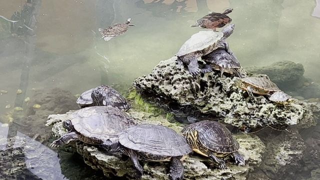 Черепахи в пруду.