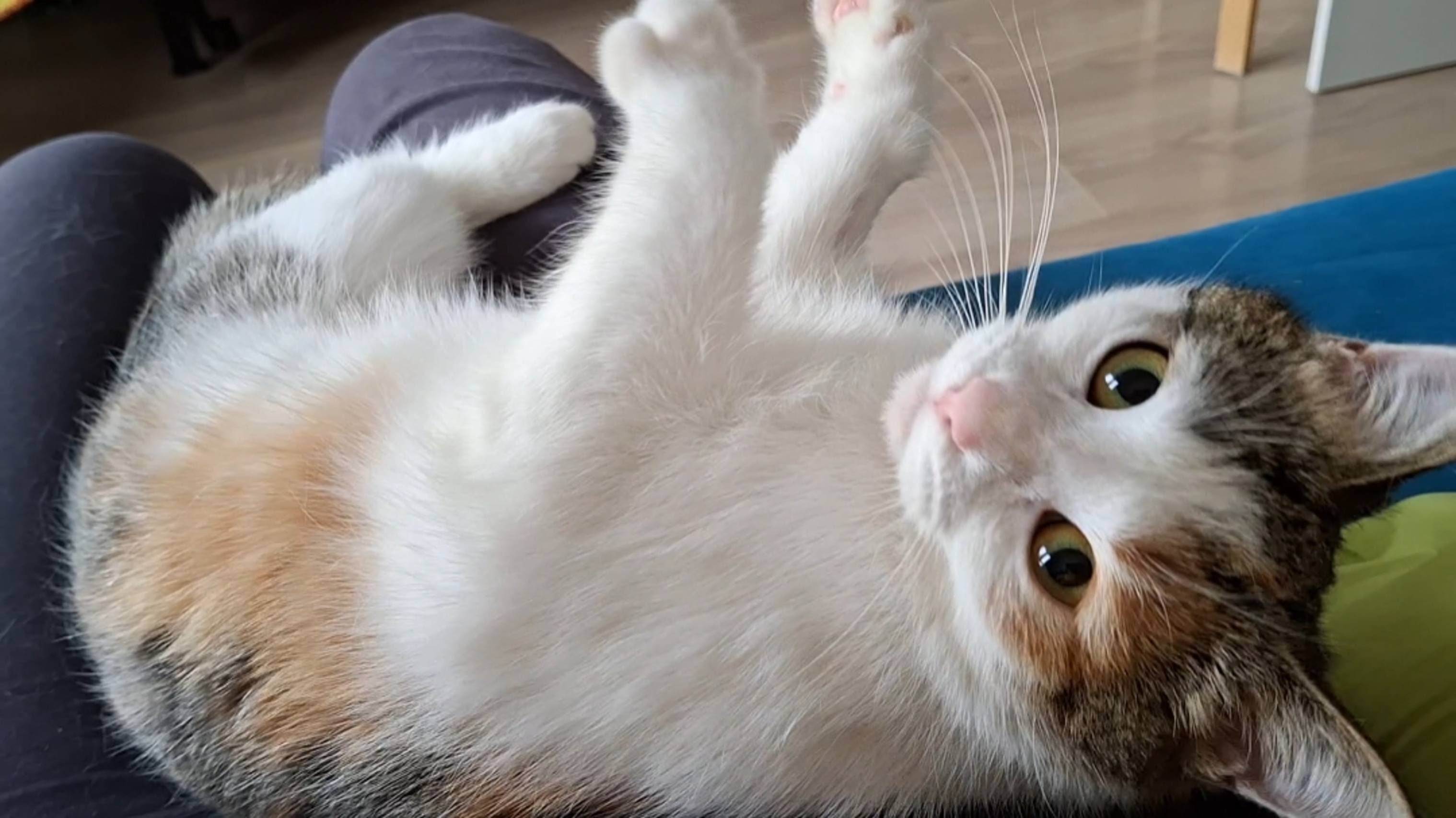 Третья неделя дома / Приручение дикой кошки Феши / Как это было