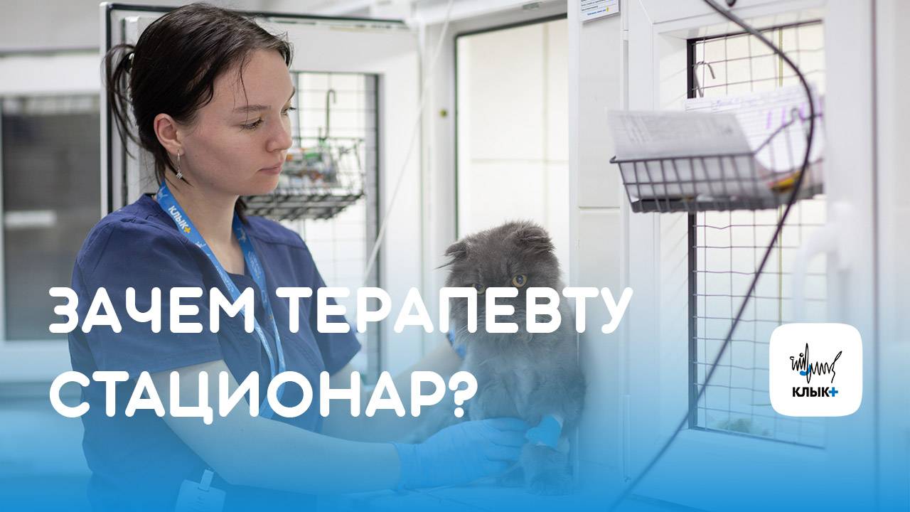 Зачем терапевту стационар в ветеринарной клинике