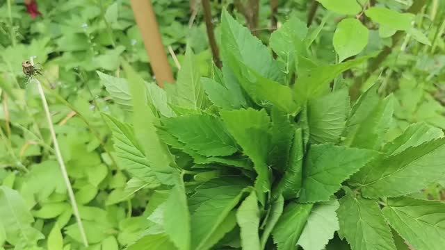 Трава от болезней, которая есть у каждого садовода. Сныть. Специя своими руками