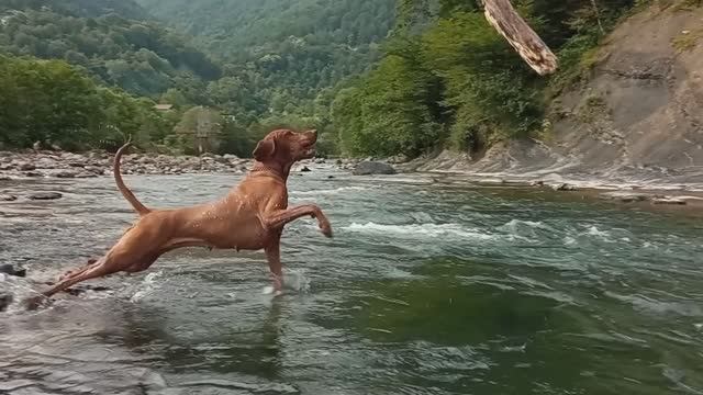 Венгерская Выжла на реке Сочи
