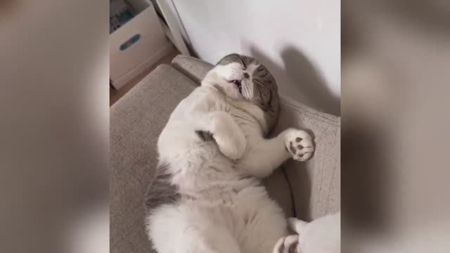 Приколы с кошками  собаками.