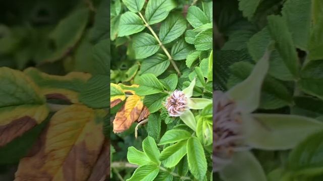 Летние цветы