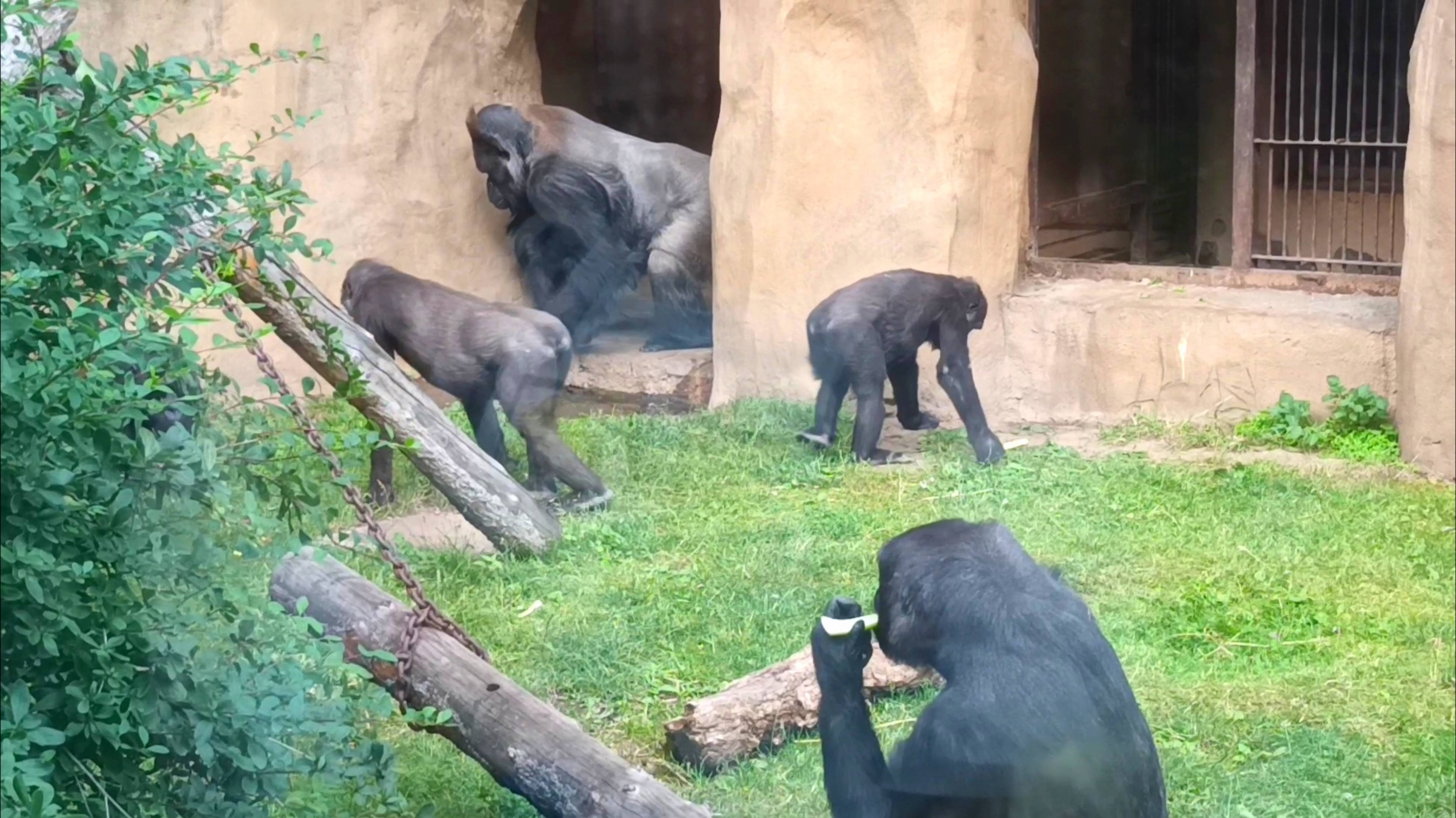 Гориллы в Московском зоопарке...