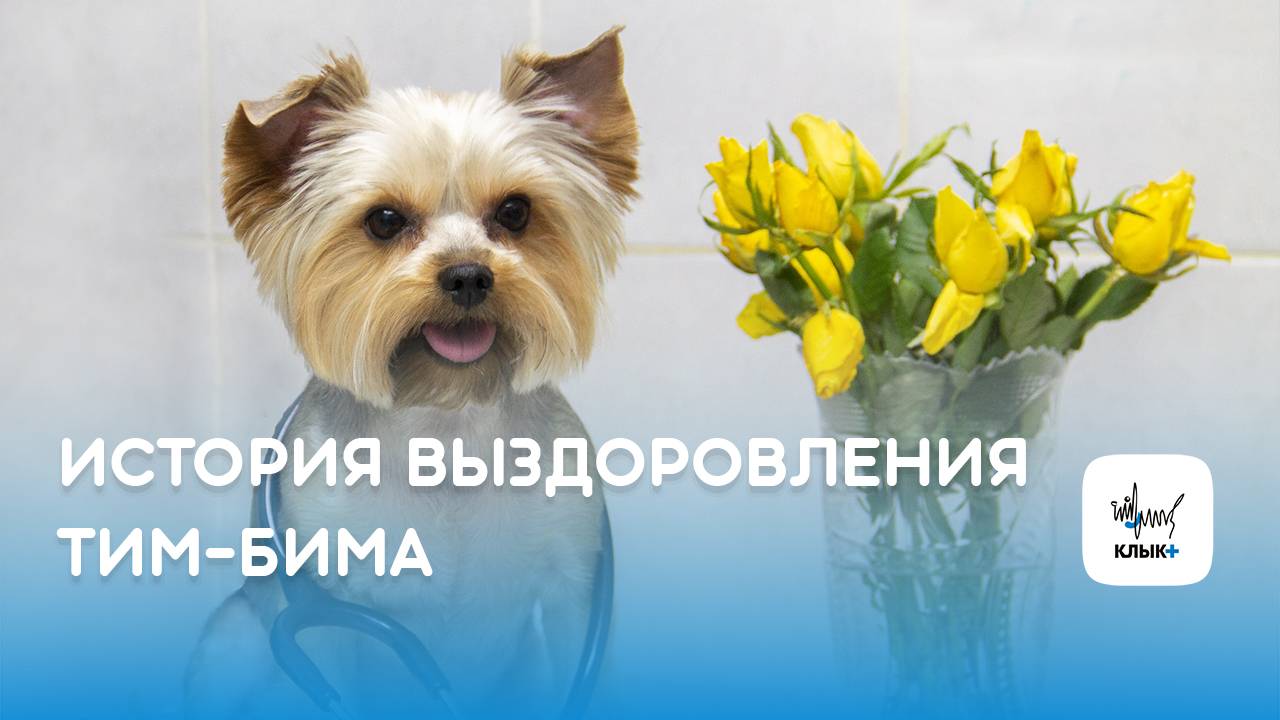 История выздоровления Тим-Бима