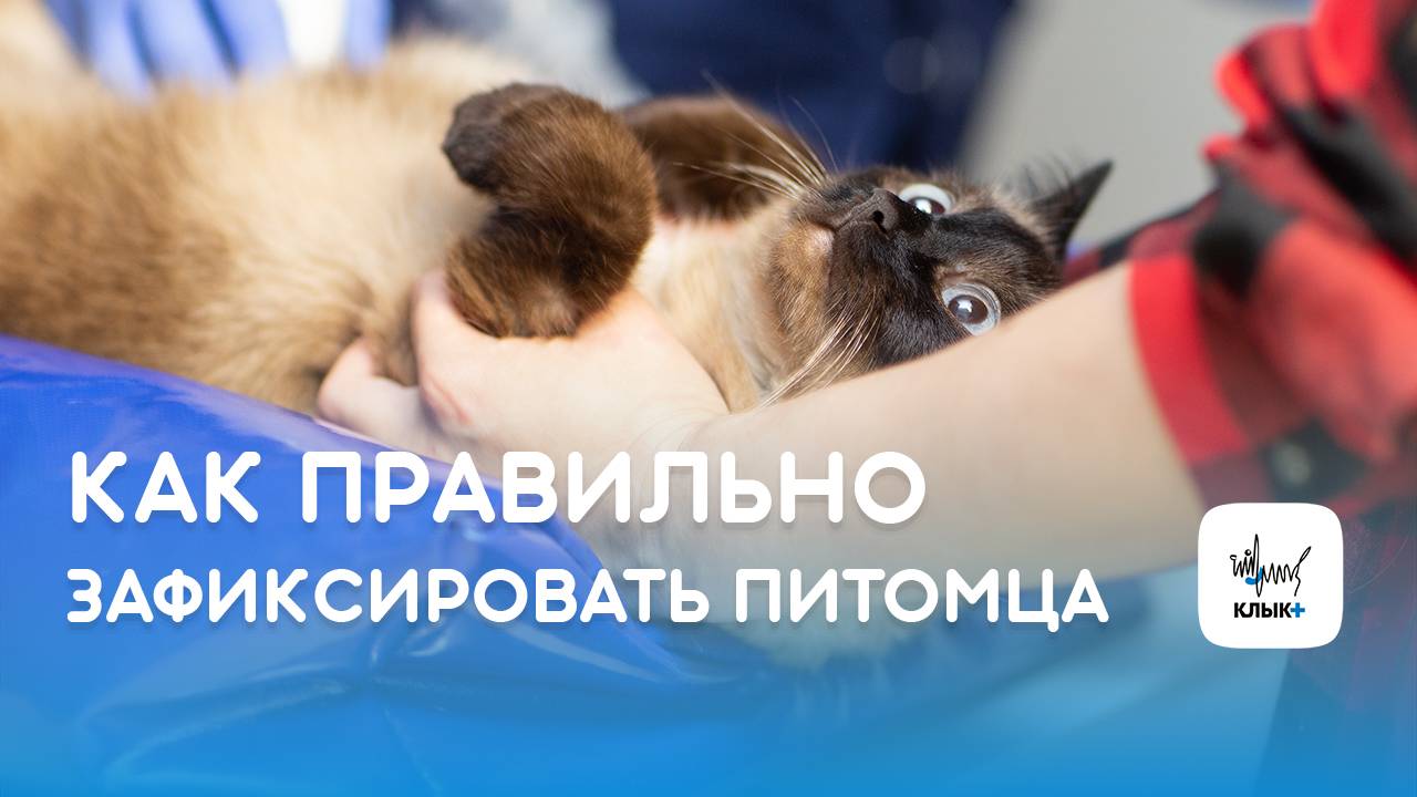 Как правильно зафиксировать питомца на приеме у врача