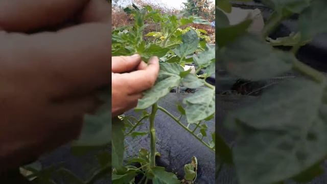 ТОМАТЫ ГНОМЫ - ФОРМИРОВАНИЕ КУСТА