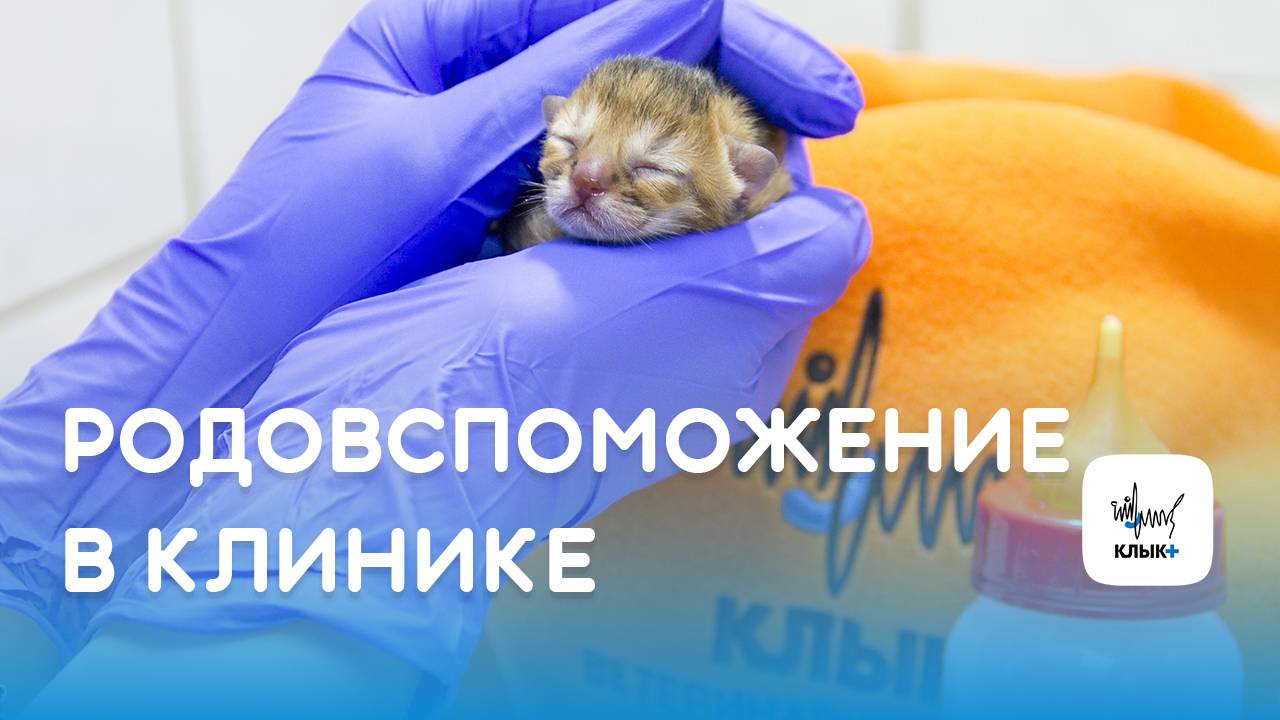 Родовспоможение в клинике Клык