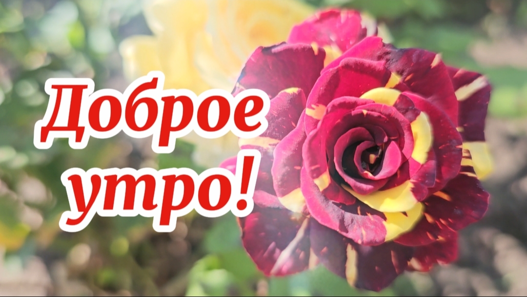 Доброе утро, дорогие! 🌞🌿 Наслаждайтесь жизнью и будьте счастливы! 🌸 Красивые пожелания