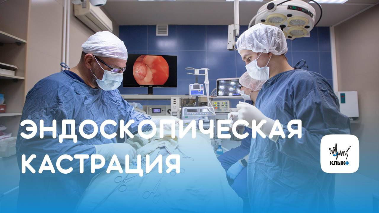 Эндоскопическая кастрация кошек и собак