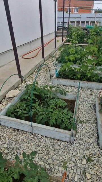 Здесь мы выращиваем овощи