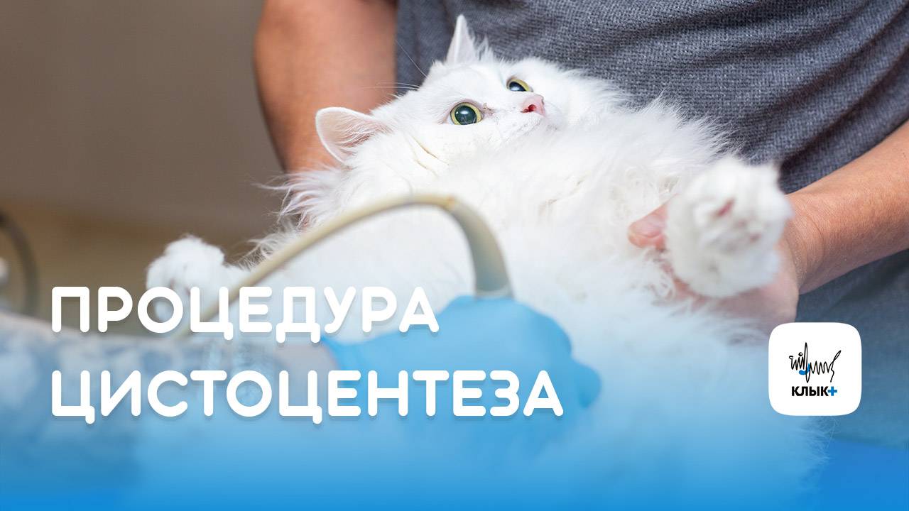 Процедура цистоцентеза