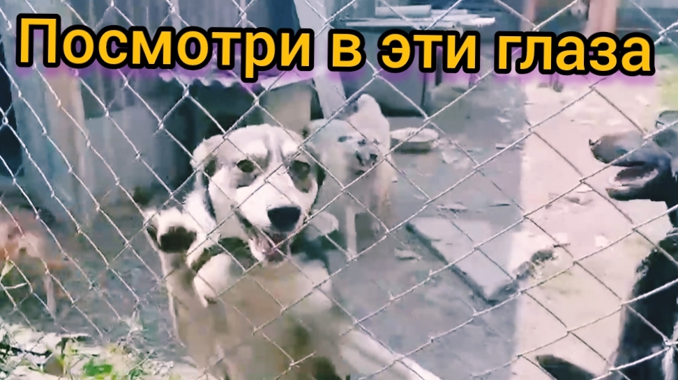 ПОМОЩЬ БЕЗДОМНЫМ ЖИВОТНЫМ.НАШИ СПАСЁННЫЕ ХВОСТИКИ.