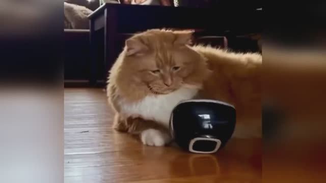 Забавные животные