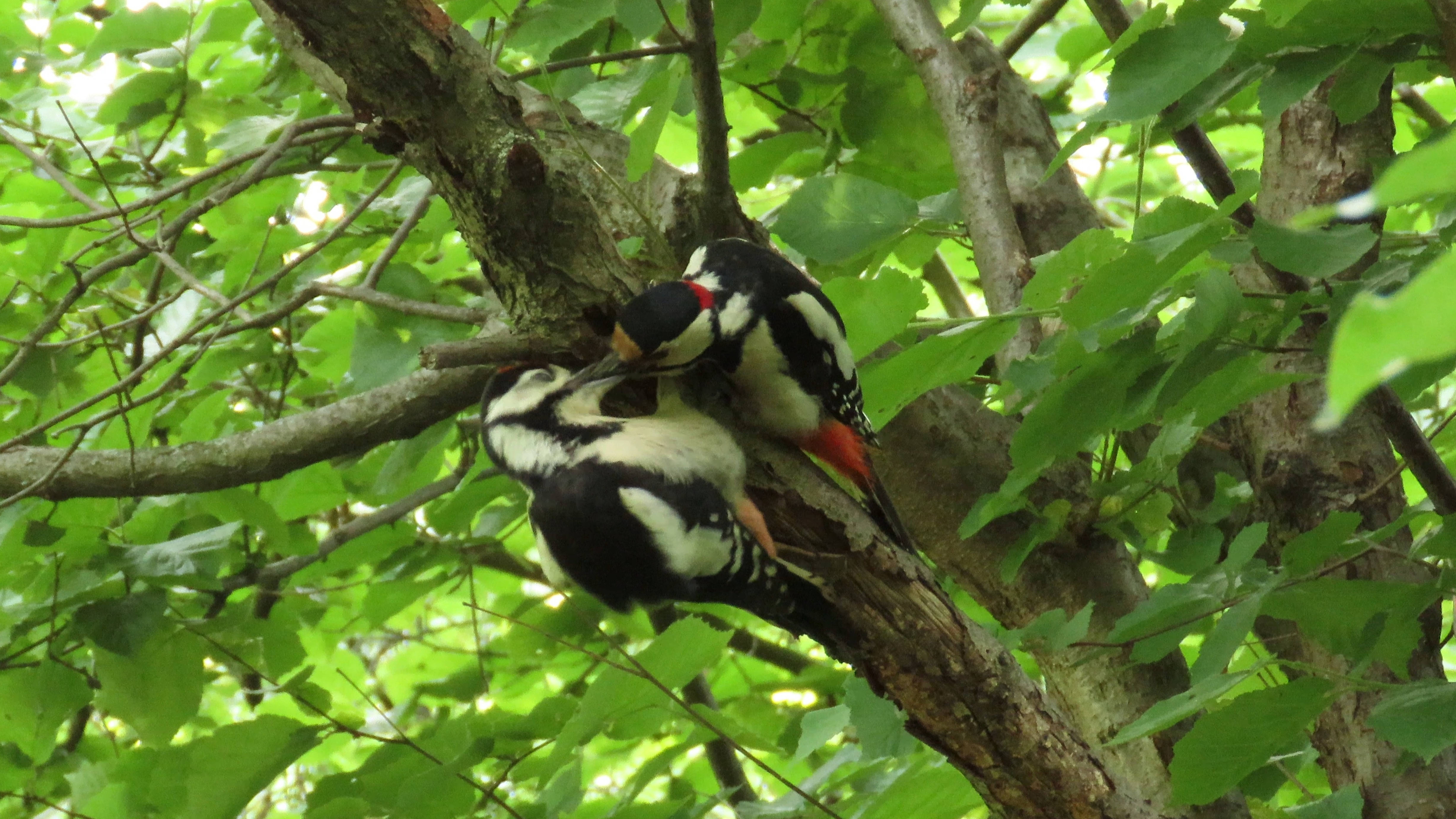 Большой пёстрый дятел с детёнышем, Крылатское, 16 июня 2025