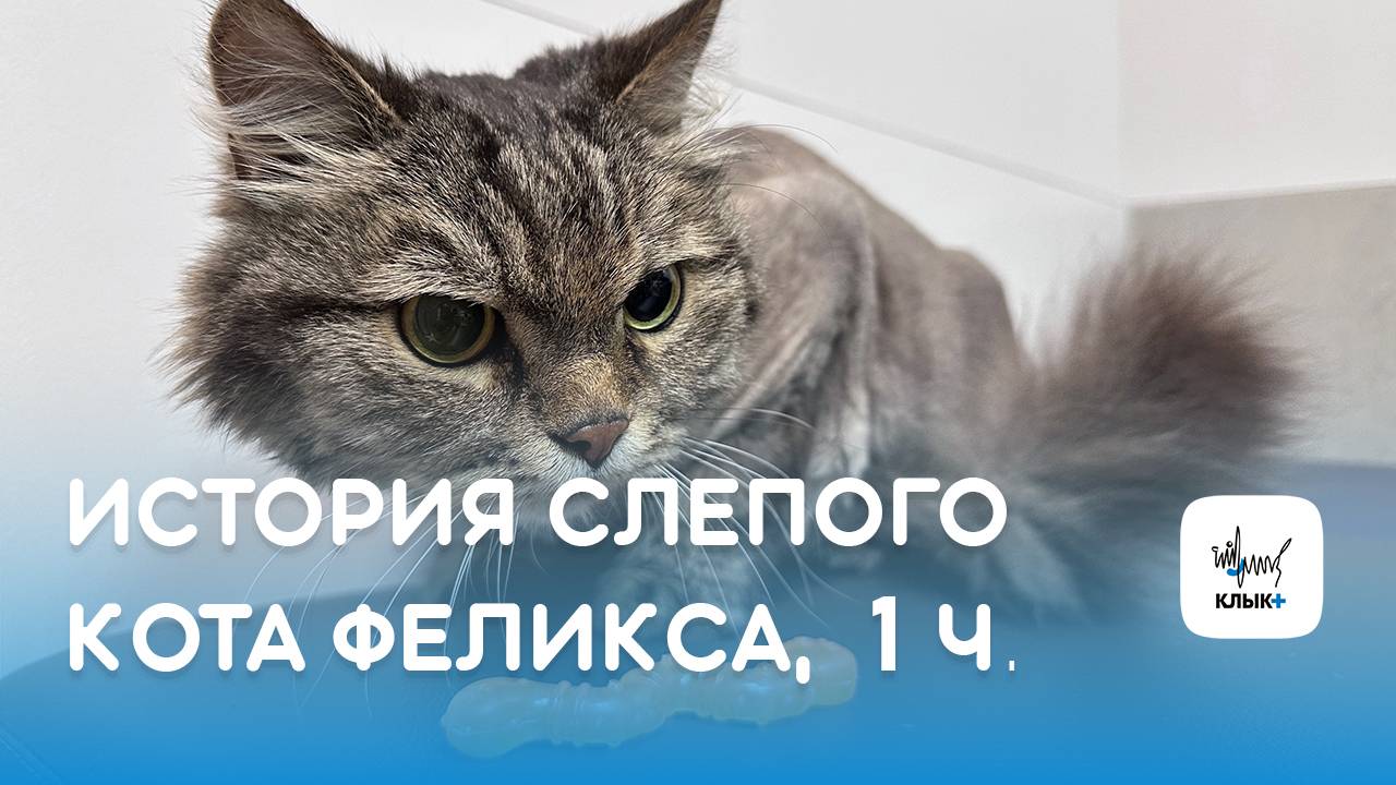 История слепого кота Феликса, эпизод 1