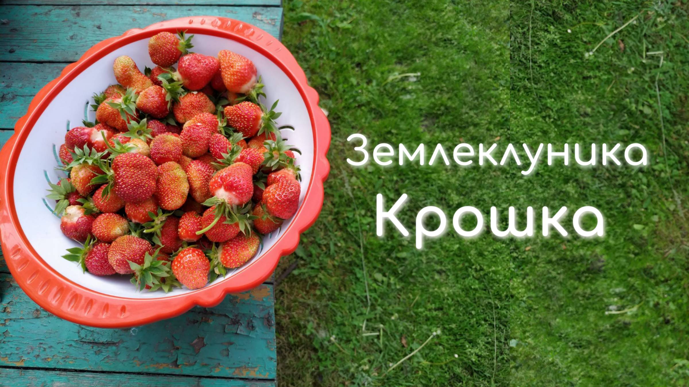 Сад. Землеклуника. Первые ягоды. 17.06.2025