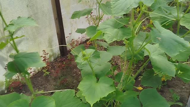 АВТОПОЛИВ разводка из труб ПНД