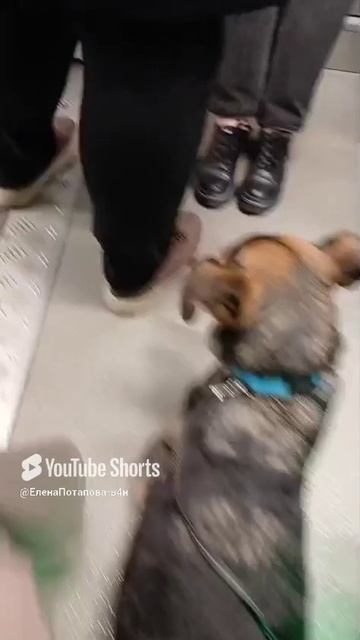 Лайза едет в метро 2025 год