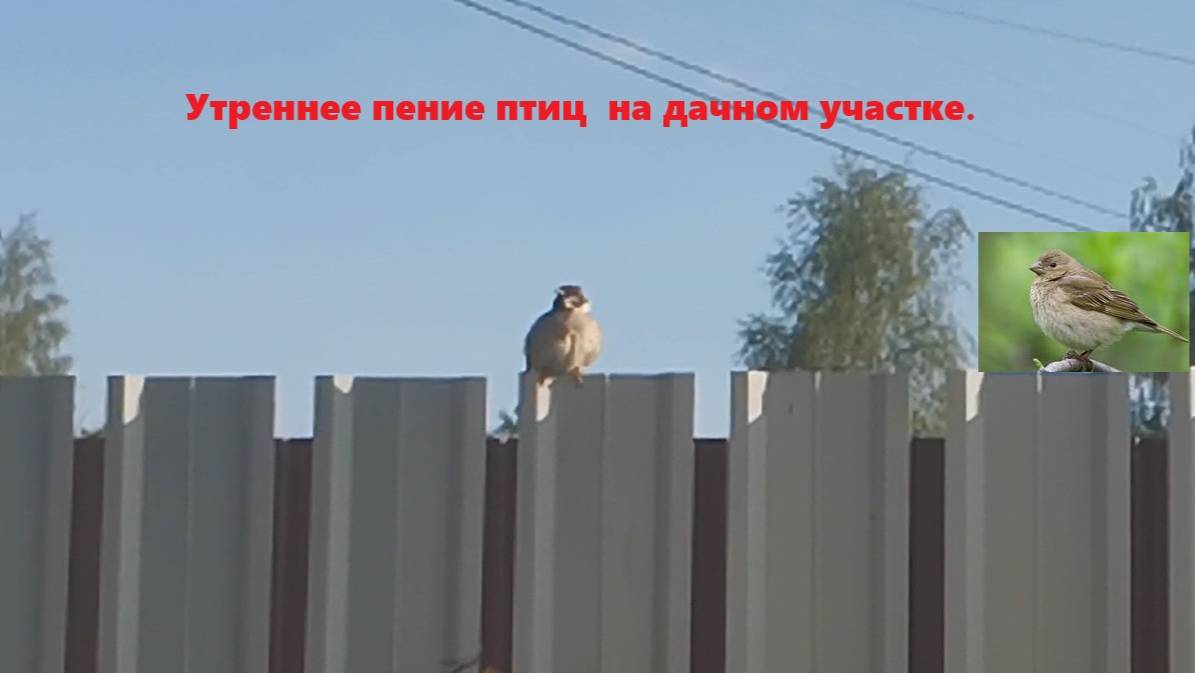 Утреннее пение птиц  на дачном участке.  Расслабляющее пение птиц. #утро #птицы #утренний_релакс