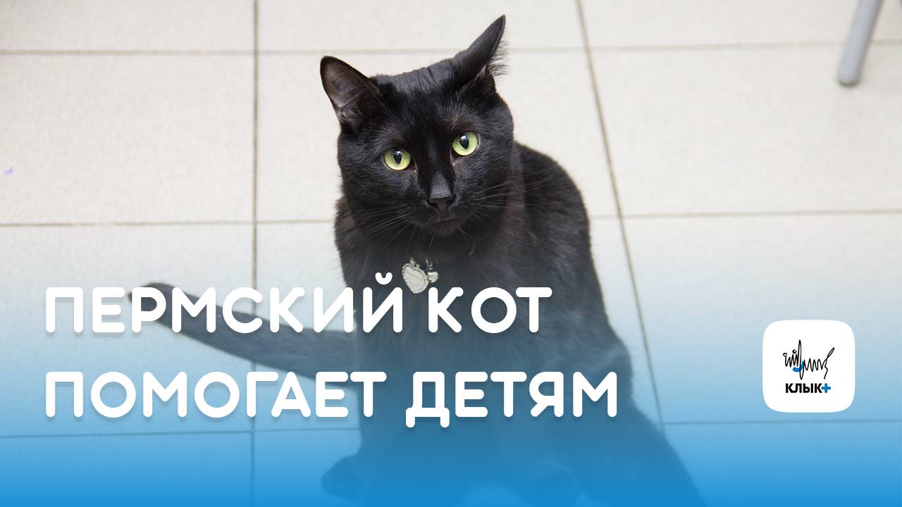 Пермский кот Люцик помогает тяжелобольным детям