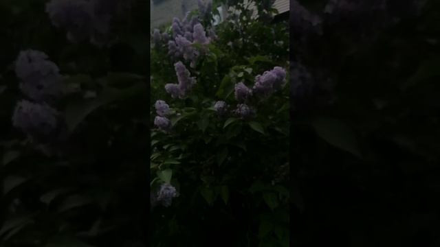 LEN OBLAST - KIROVSK - MALINOVAJA DAMA  170625 REMIX -