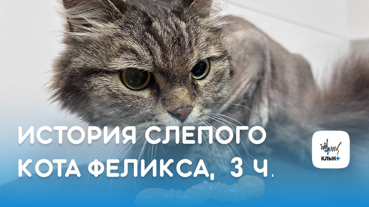 История слепого кота Феликса, эпизод 3