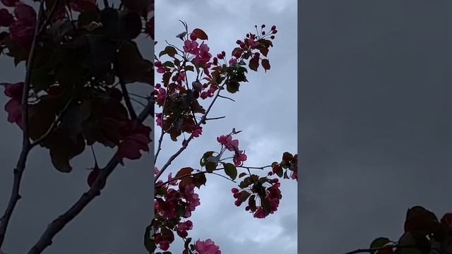 Весна пришла 2