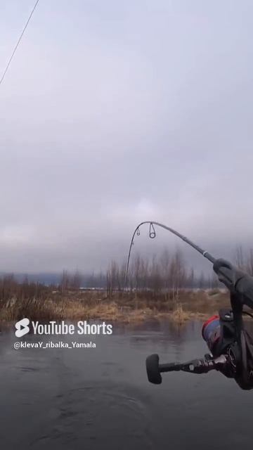 Бешеные язи монстры на ультралайт!!! #fishing #рыбалка #sorts (1).mp4