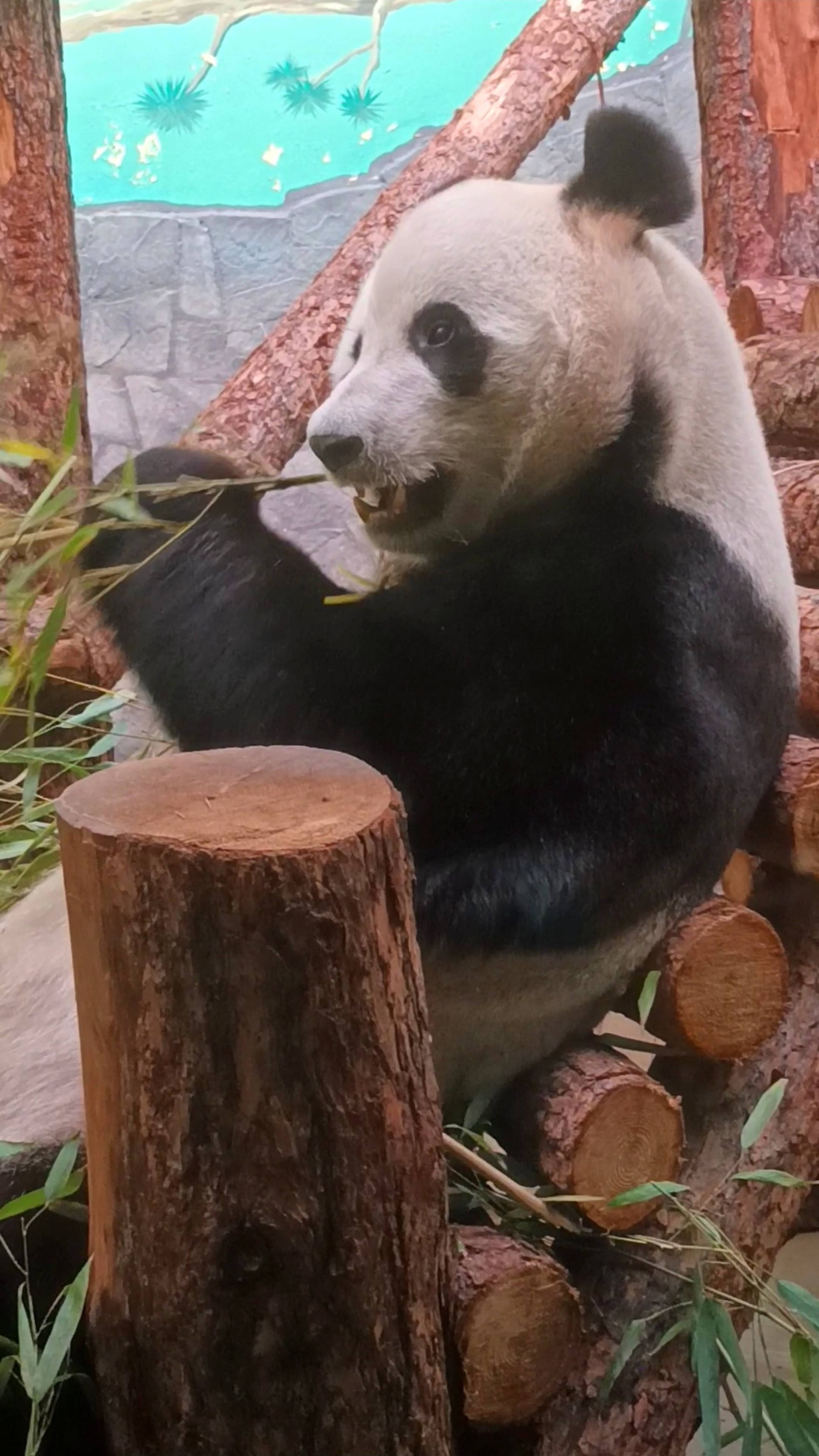 Панда Жуи в Московском зоопарке...