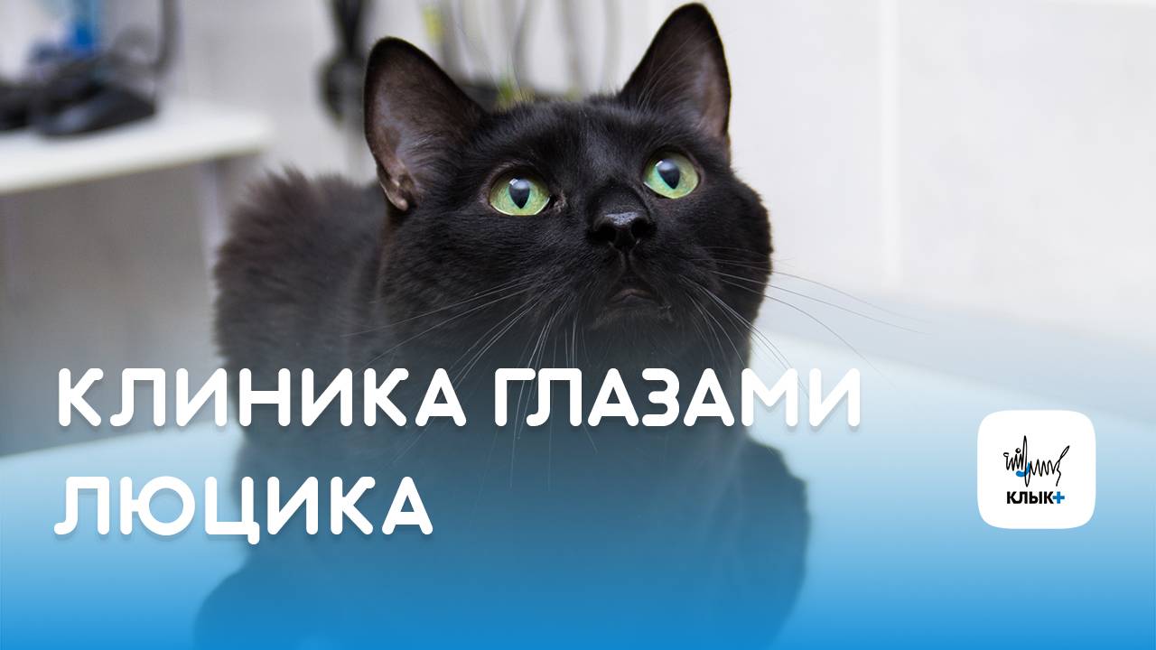 Клиника глазами Люцика