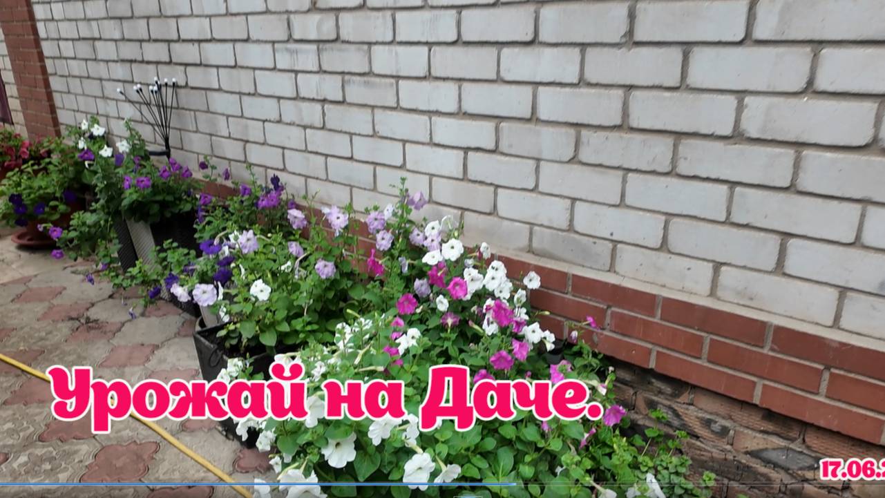 Мои урожай на 17 июня 2025 года