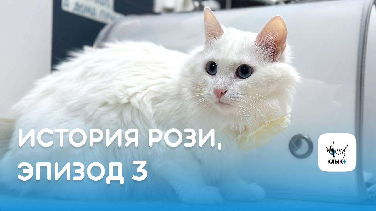 История Рози, эпизод 3